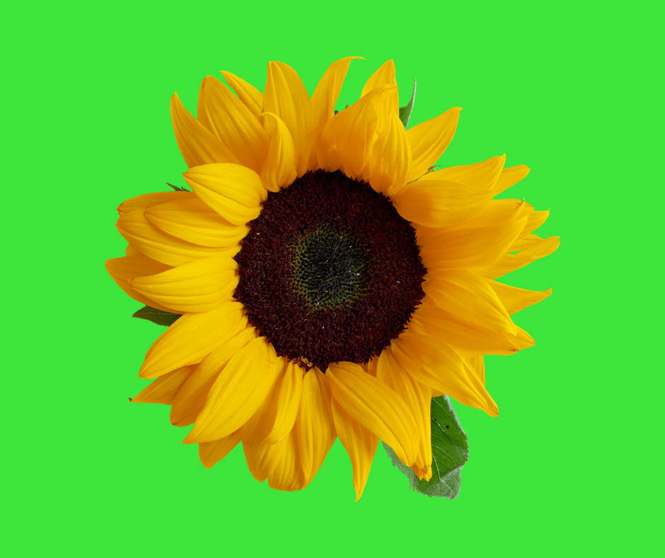 Hidden Disabilities Sunflower – Disability Services Finder